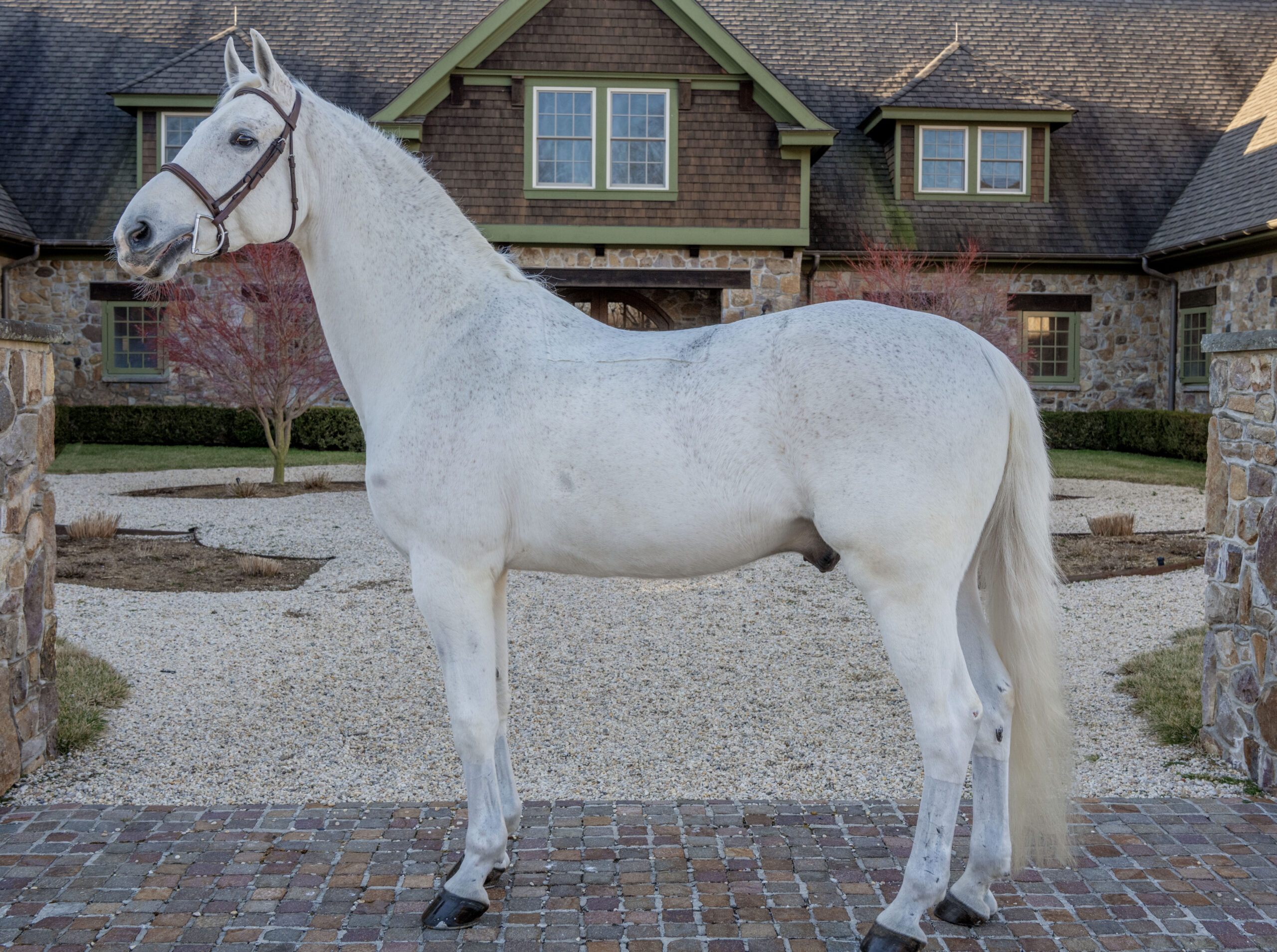 Leasing – Silver Oak Stable