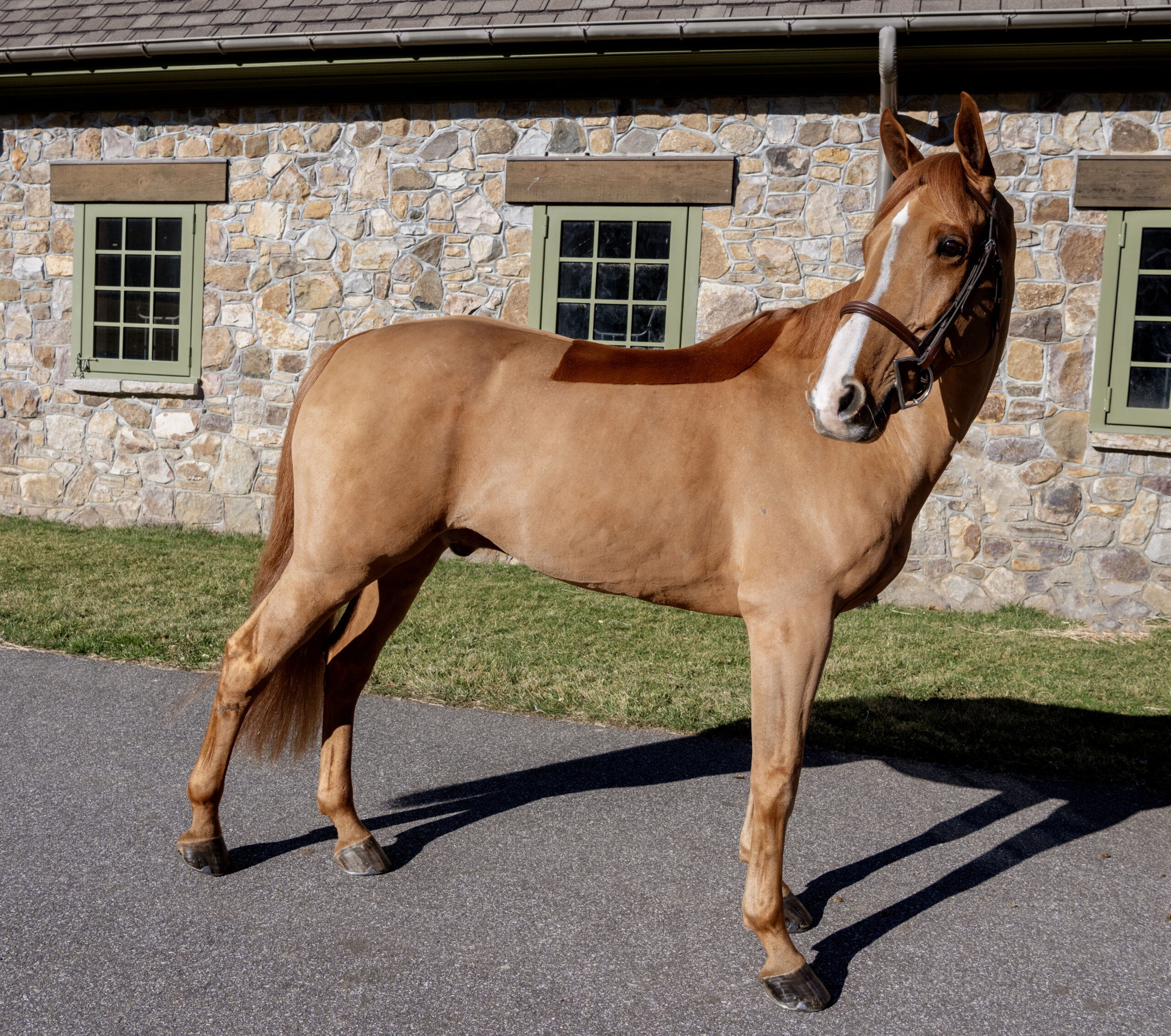 Leasing – Silver Oak Stable