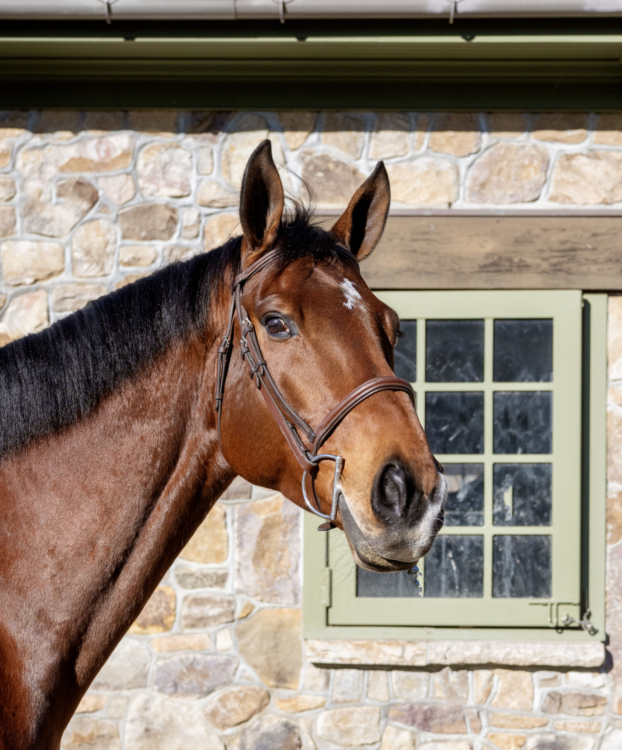 Leasing – Silver Oak Stable